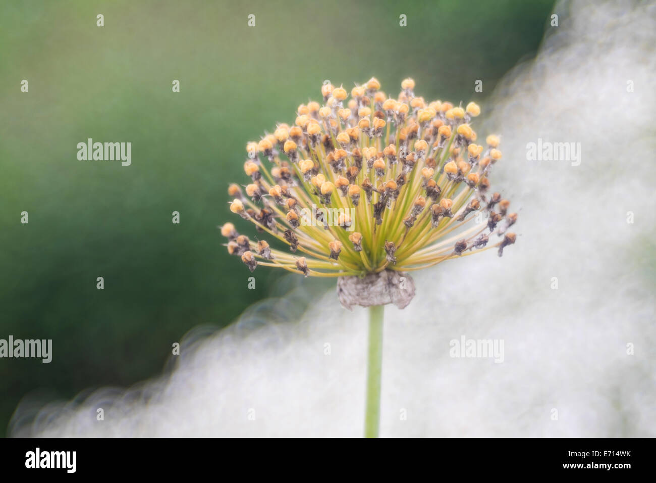 Withered umbel hi-res stock photography and images - Alamy
