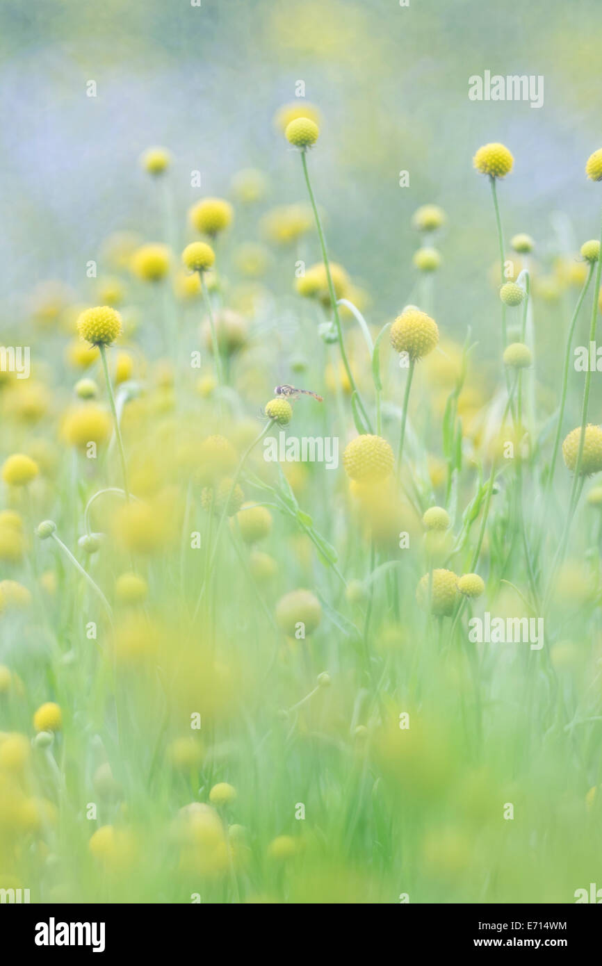 Germany, Cephalophora aromatica Stock Photo - Alamy