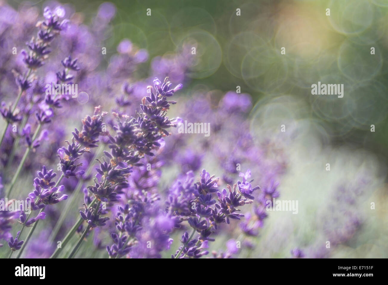 Germany, Lavender flowers, Lavendula Stock Photo - Alamy