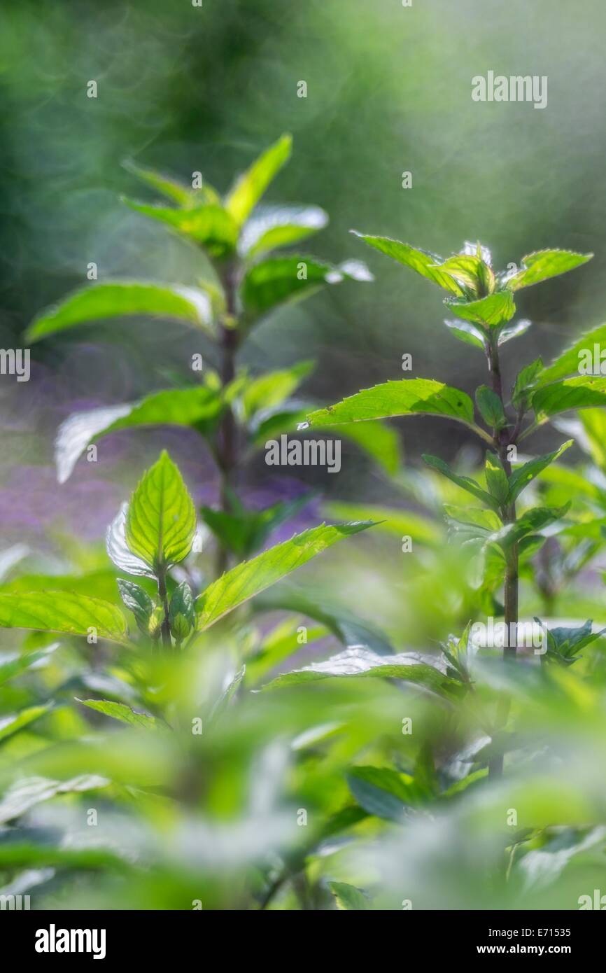 Germany, Peppermint, Mentha piperita Stock Photo - Alamy