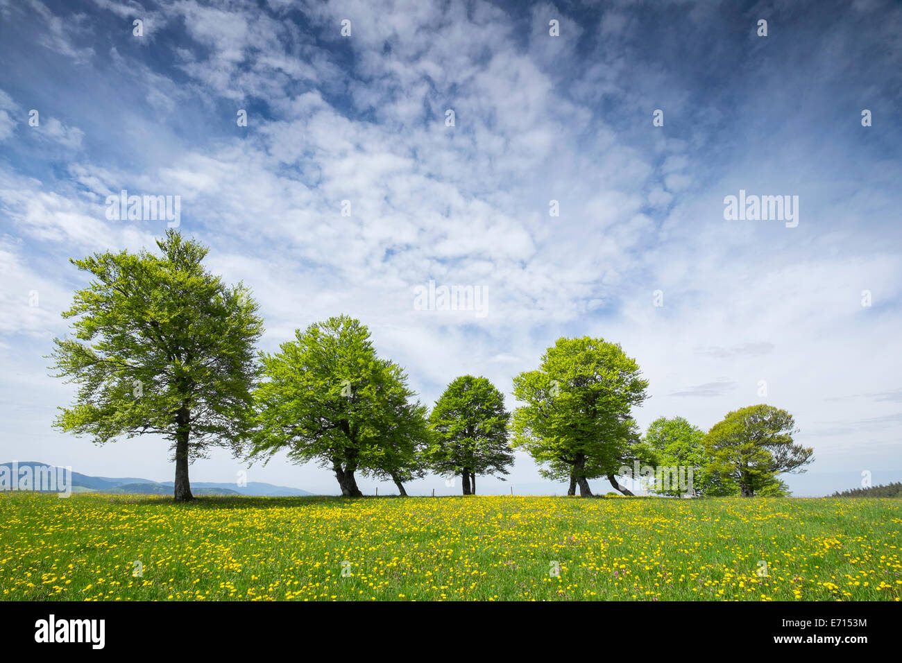 Germany, Baden-Wuerttemberg, common beeches on Schauinsland mountain ...
