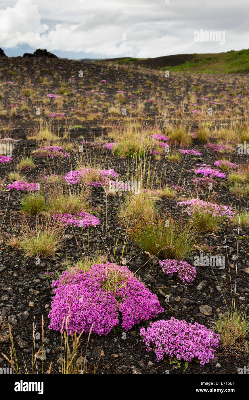 Iceland, pink blooming plants in the Southern Highland Region Stock ...