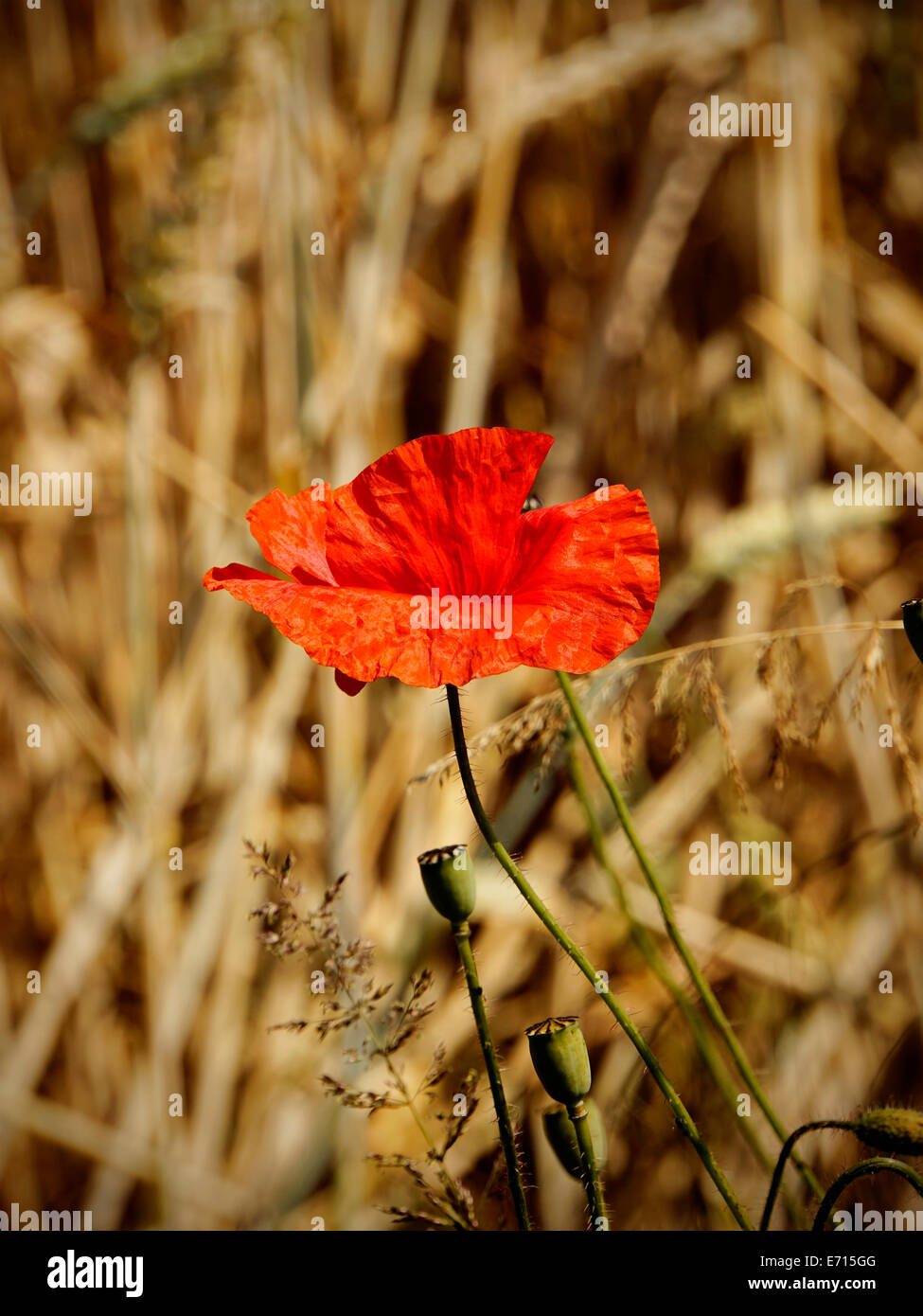 Blossom of red poppy, Papaver rhoeas, in front of a field Stock Photo ...