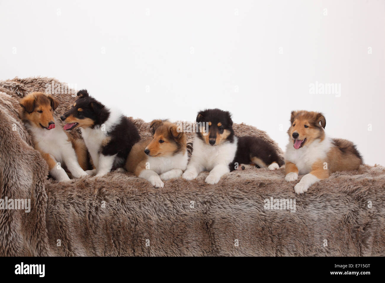 Five rough Collie puppies sitting and lyingon a couch in front of white ...