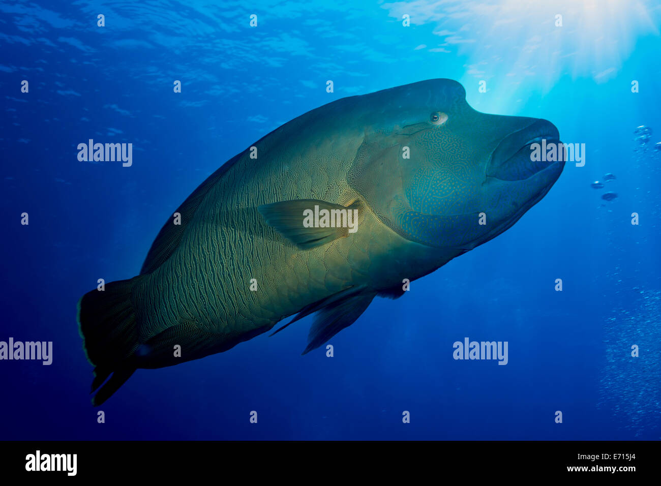 Napoleon fish hi-res stock photography and images - Alamy
