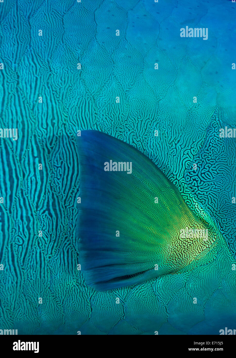 Oceania, Palau, Napoleon fish, Cheilinus undulatus, Fin, Close-up Stock ...