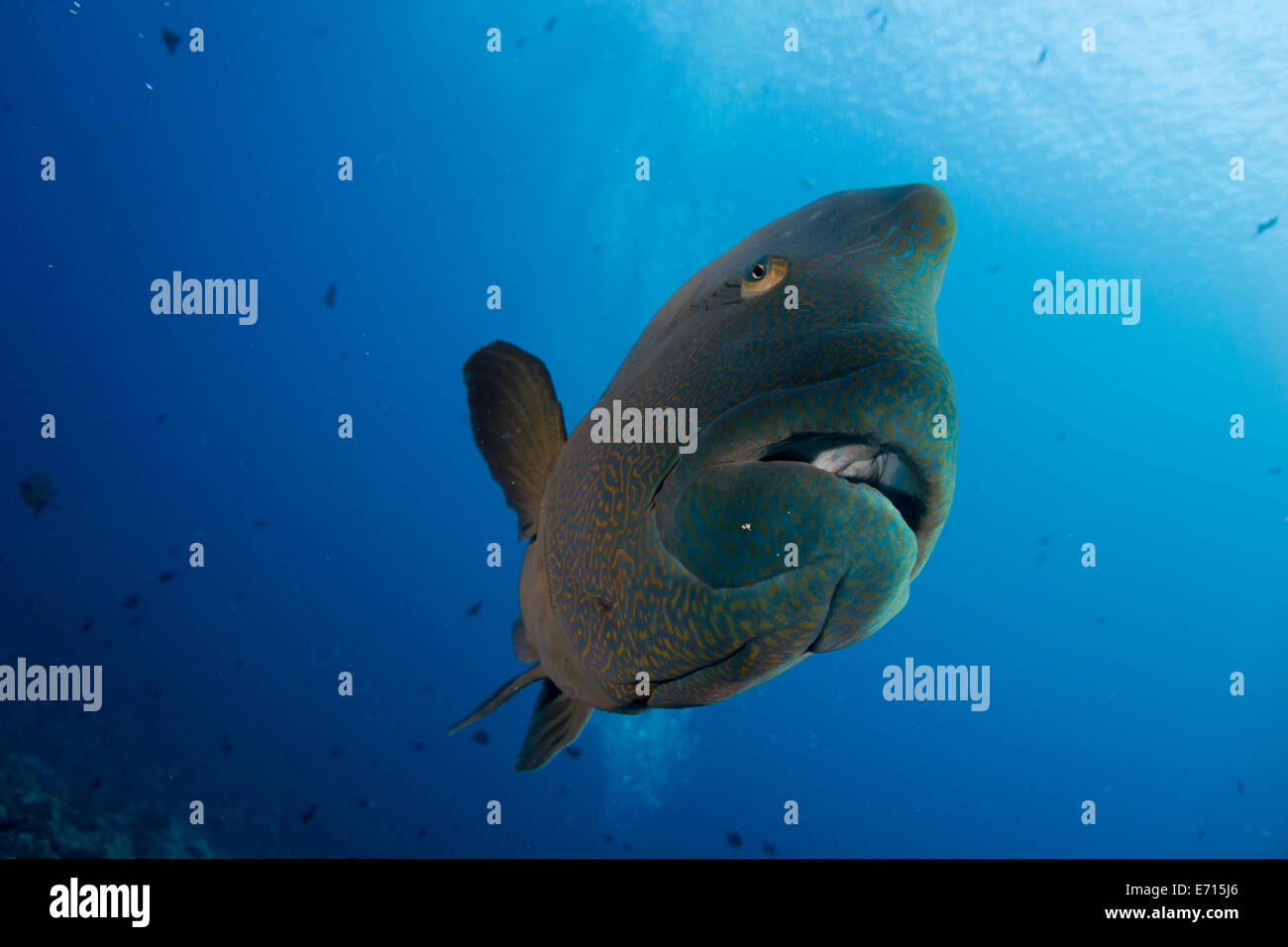 Napoleon wrasse photography hi-res stock photography and images - Alamy