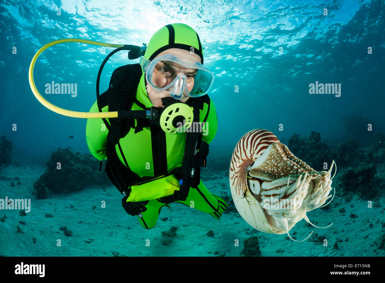Oceania, Palau, Diver watching Palau nautilus, Nautilus belauensis, in ...