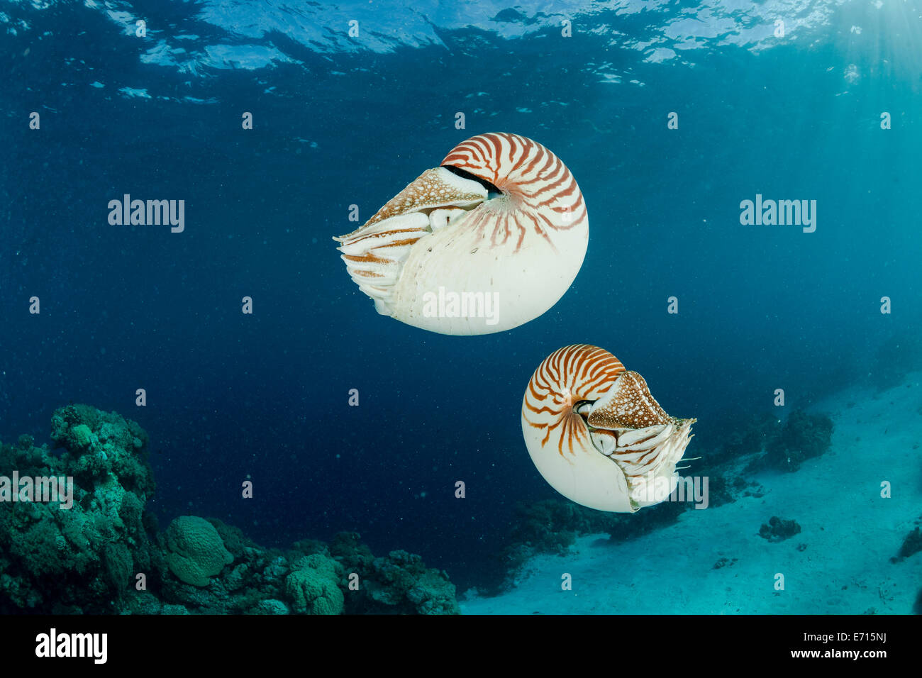 Palau nautilusses hi-res stock photography and images - Alamy