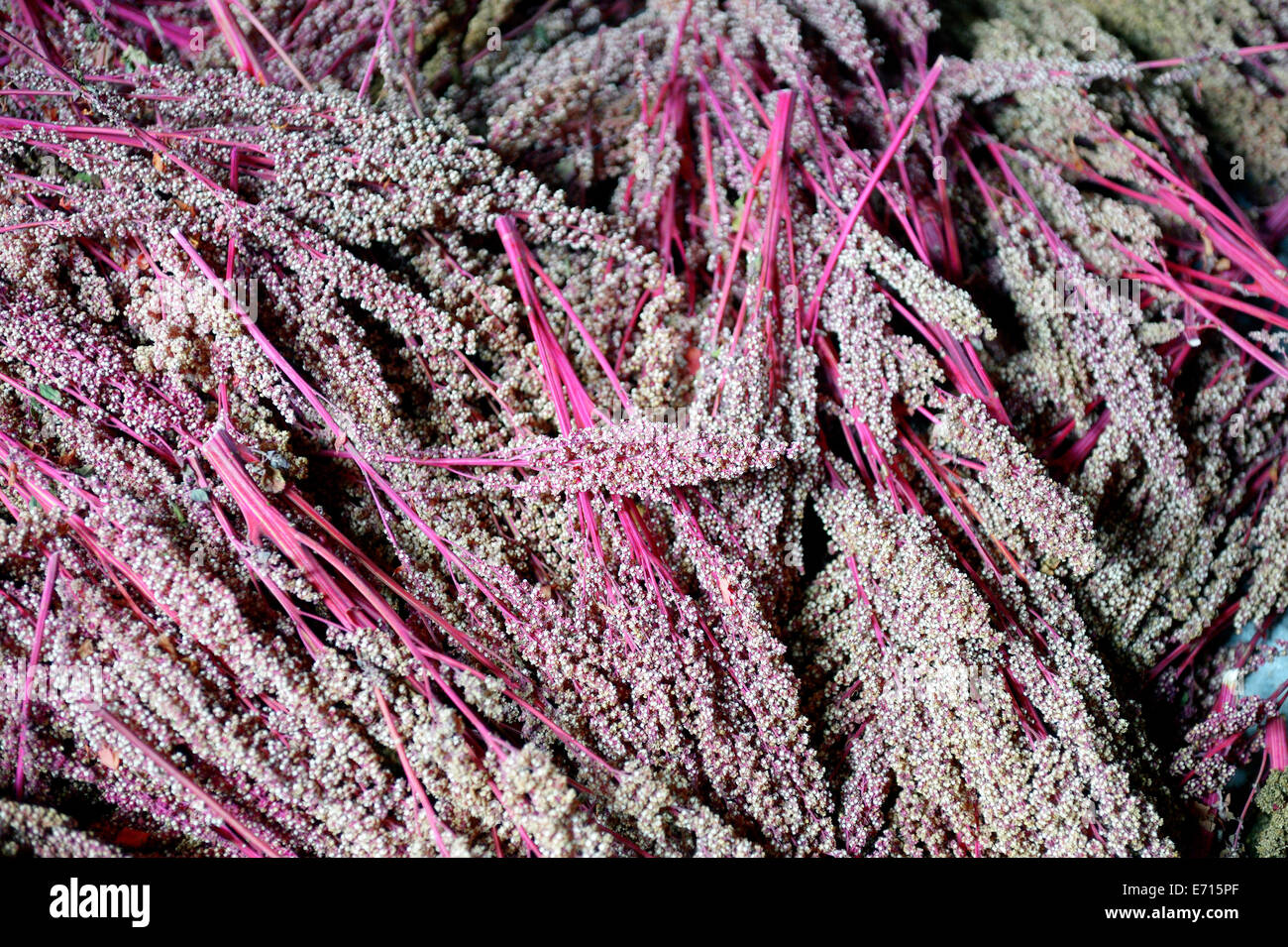 Quinoa, Chenopodium quinoa Stock Photo - Alamy