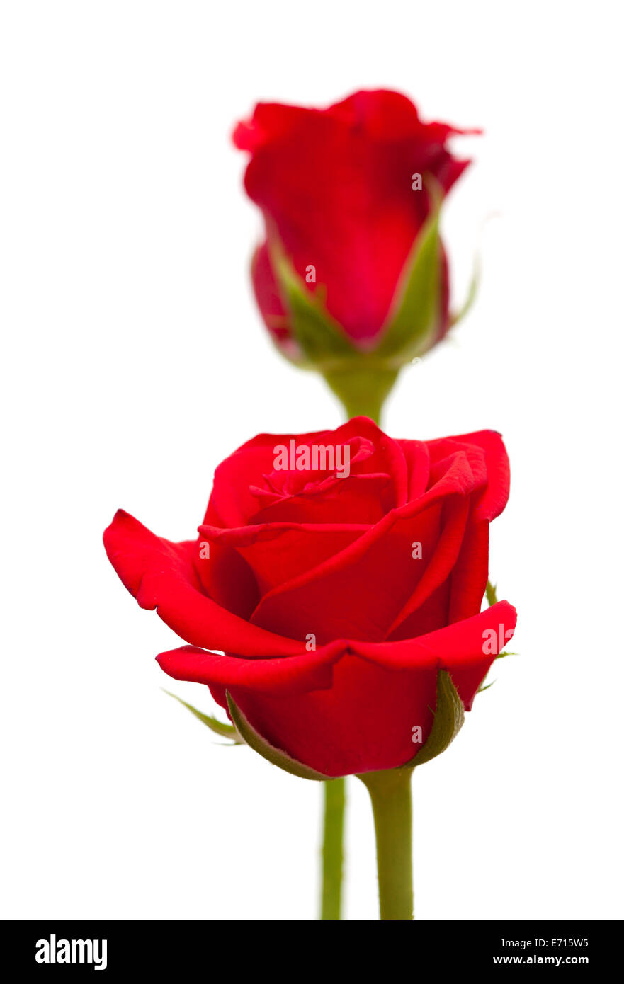 red roses isolated on white background Stock Photo - Alamy