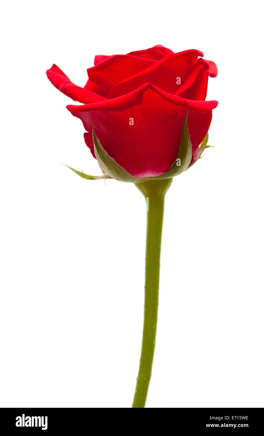 red roses isolated on white background Stock Photo - Alamy