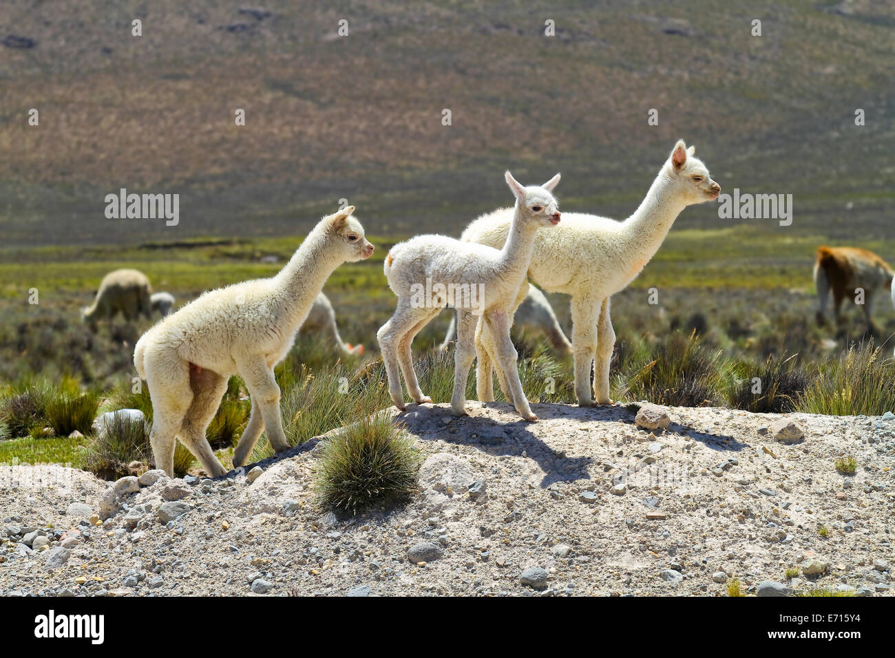 South America, Peru, Andes, Llama babies, Lama glama Stock Photo - Alamy