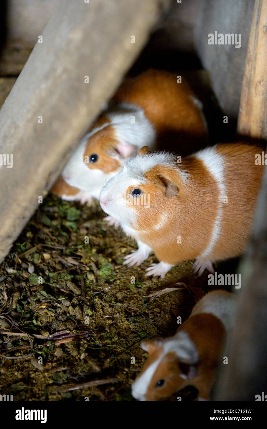 Peru, breeding of guinea pigs, Cavia porcellus form. domestica, on a ...