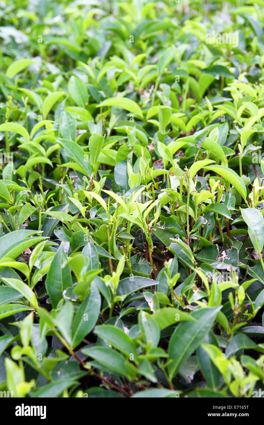 Seychelles, Mahe Island, Tea plantation Stock Photo - Alamy
