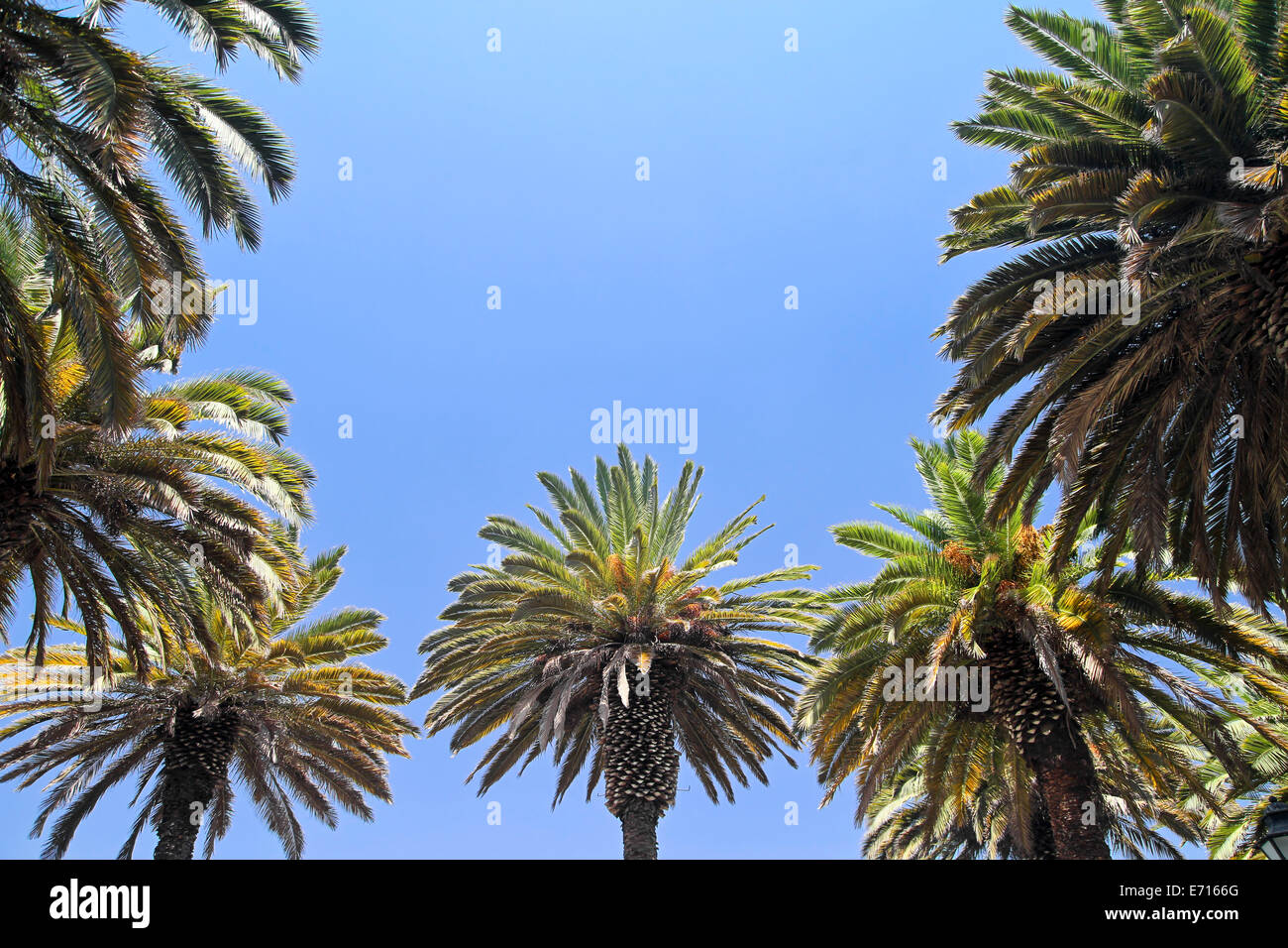 South America, Peru, Tropical palms against the blue sky Stock Photo ...