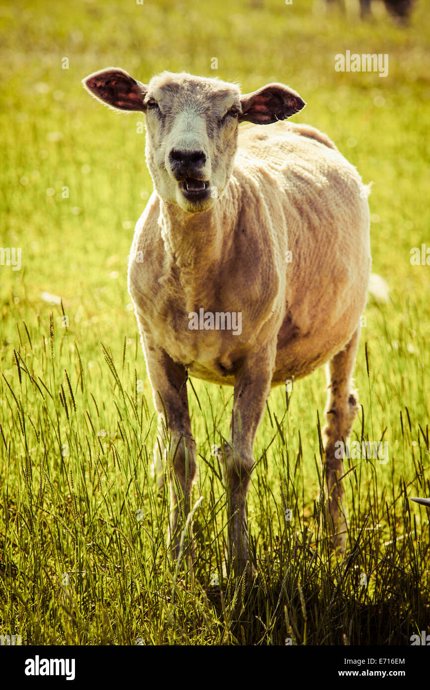 Sheared sheep on meadow Stock Photo - Alamy