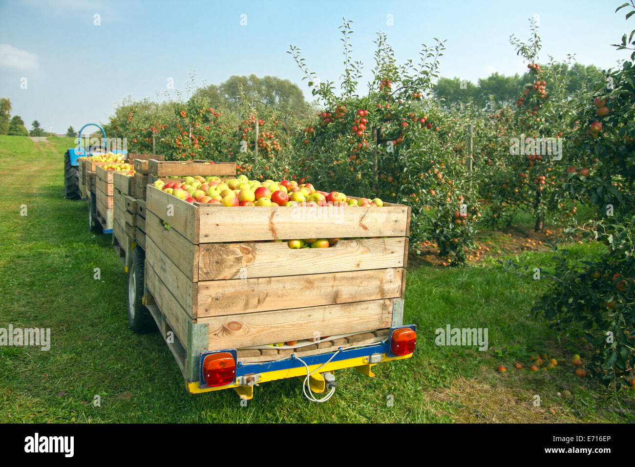 Apple picking machine hi-res stock photography and images - Alamy