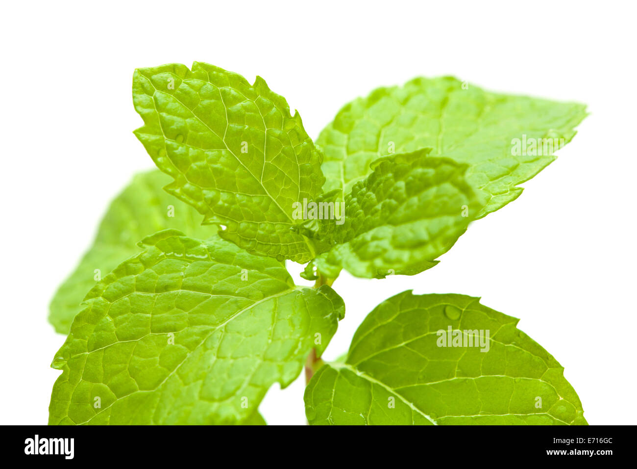 mint isolated on white background Stock Photo - Alamy