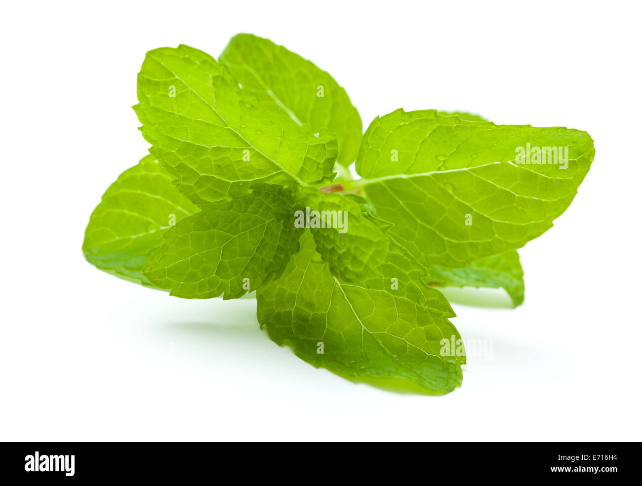 mint isolated on white background Stock Photo - Alamy