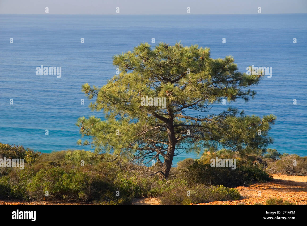 Torrey Pine Stock Photos & Torrey Pine Stock Images - Alamy