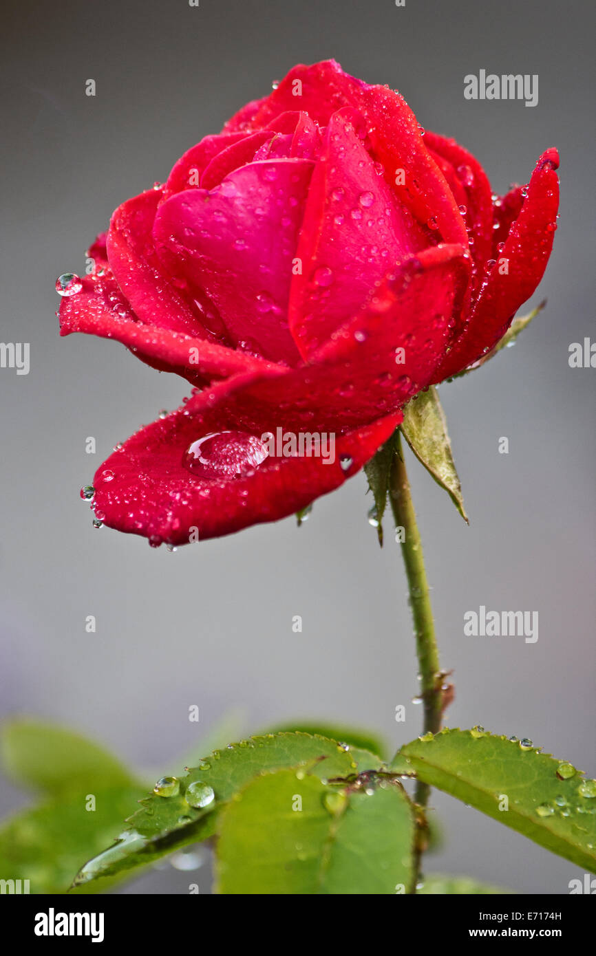 Rose after use hi-res stock photography and images - Alamy