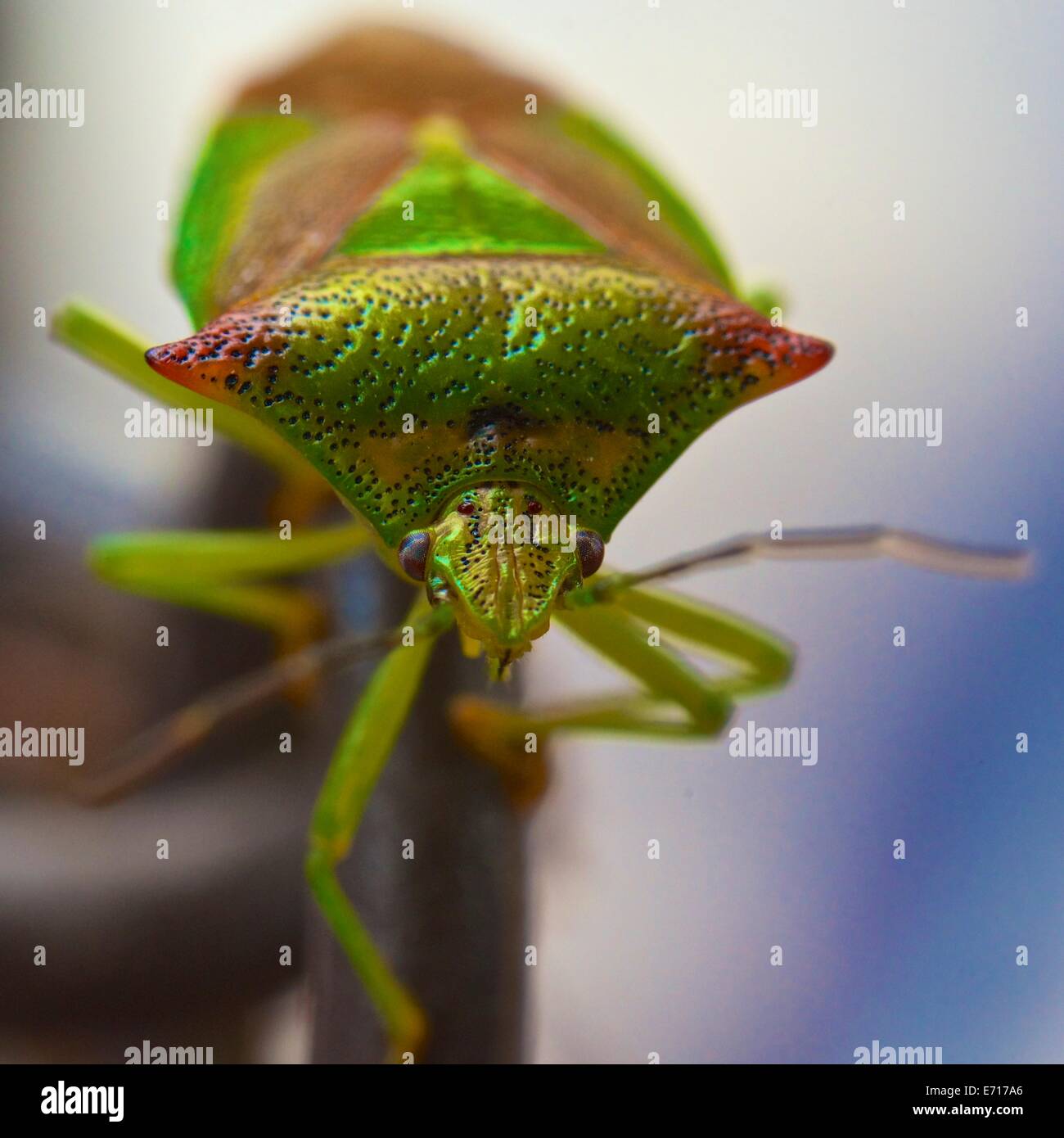 Hemipterans, Hemiptera, close-up Stock Photo - Alamy