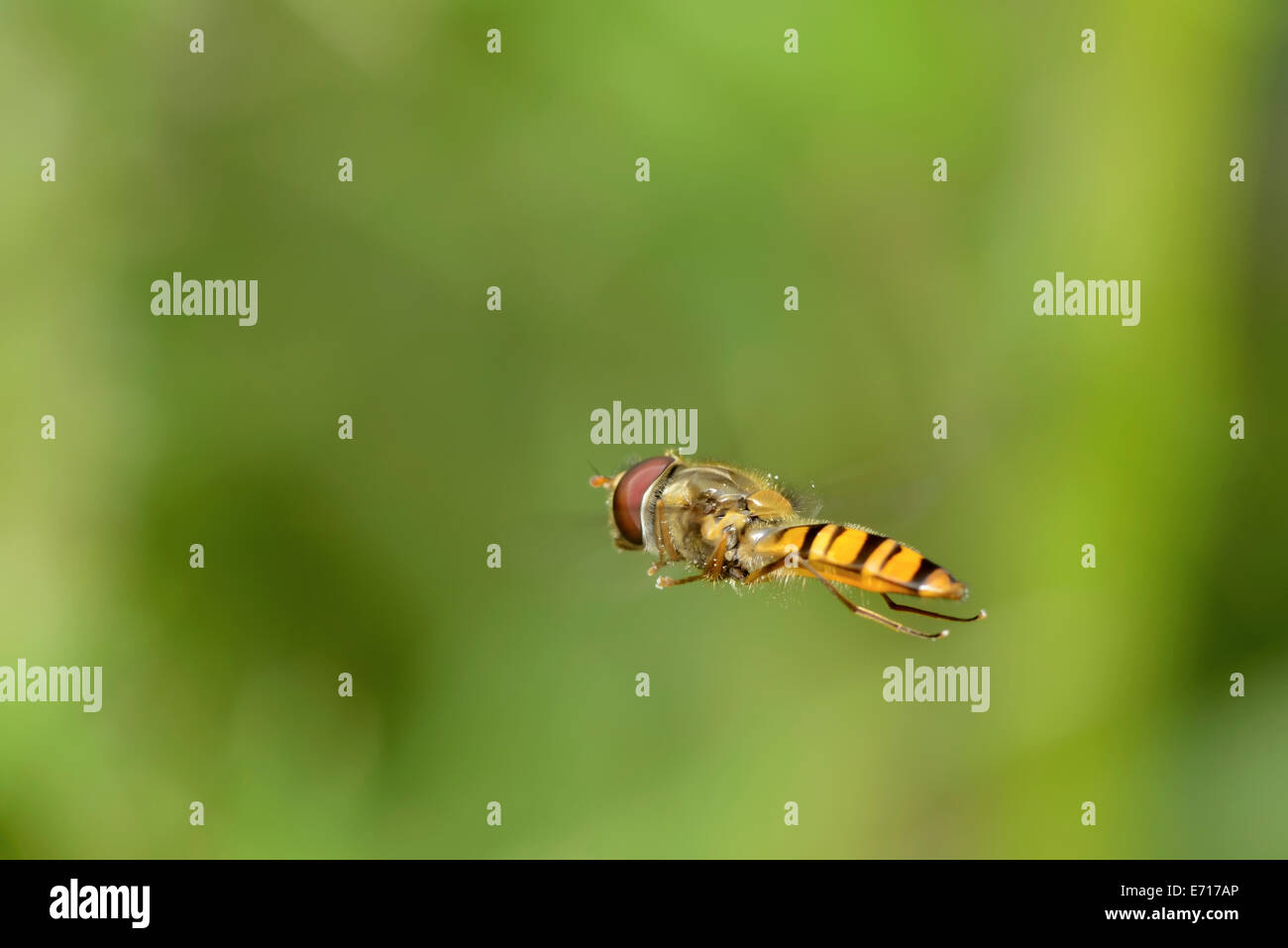 Flying hoverfly, Episyrphus balteatus, in front of green background ...