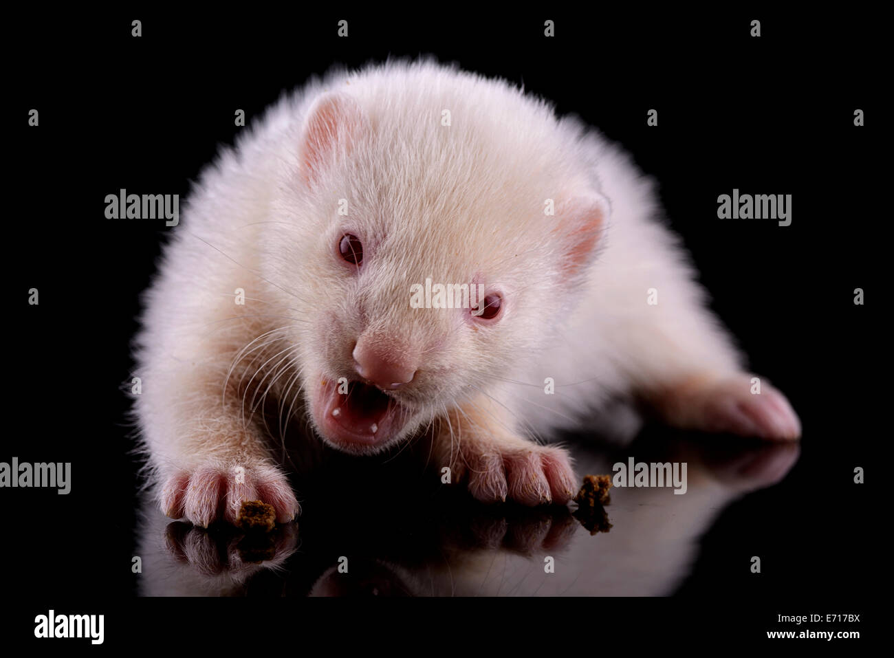 Ferret, Mustela putorius furo Stock Photo - Alamy Ferret, Mustela putorius furo Stock Photo - Alamy
