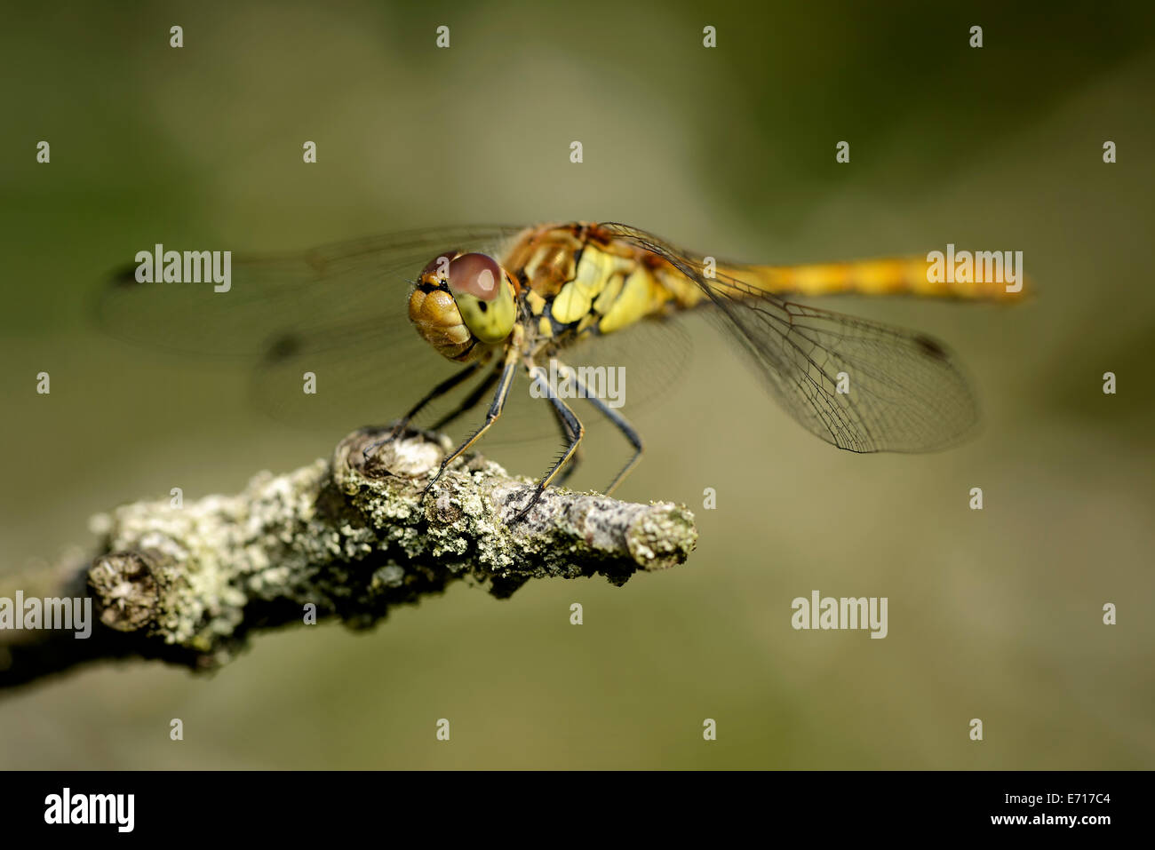 Image of a common darter hi-res stock photography and images - Alamy