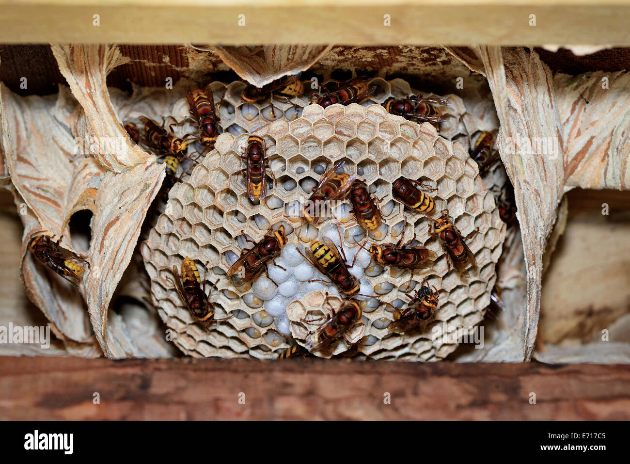 Hornets comb hi-res stock photography and images - Alamy