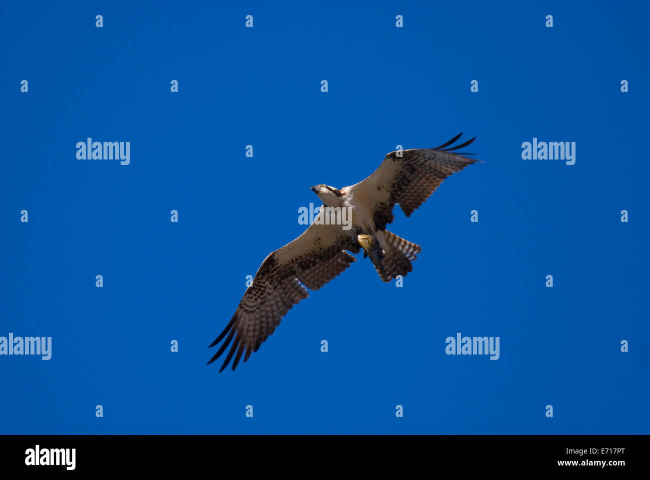 Osprey with fish, Cabrillo National Monument, California Stock Photo ...