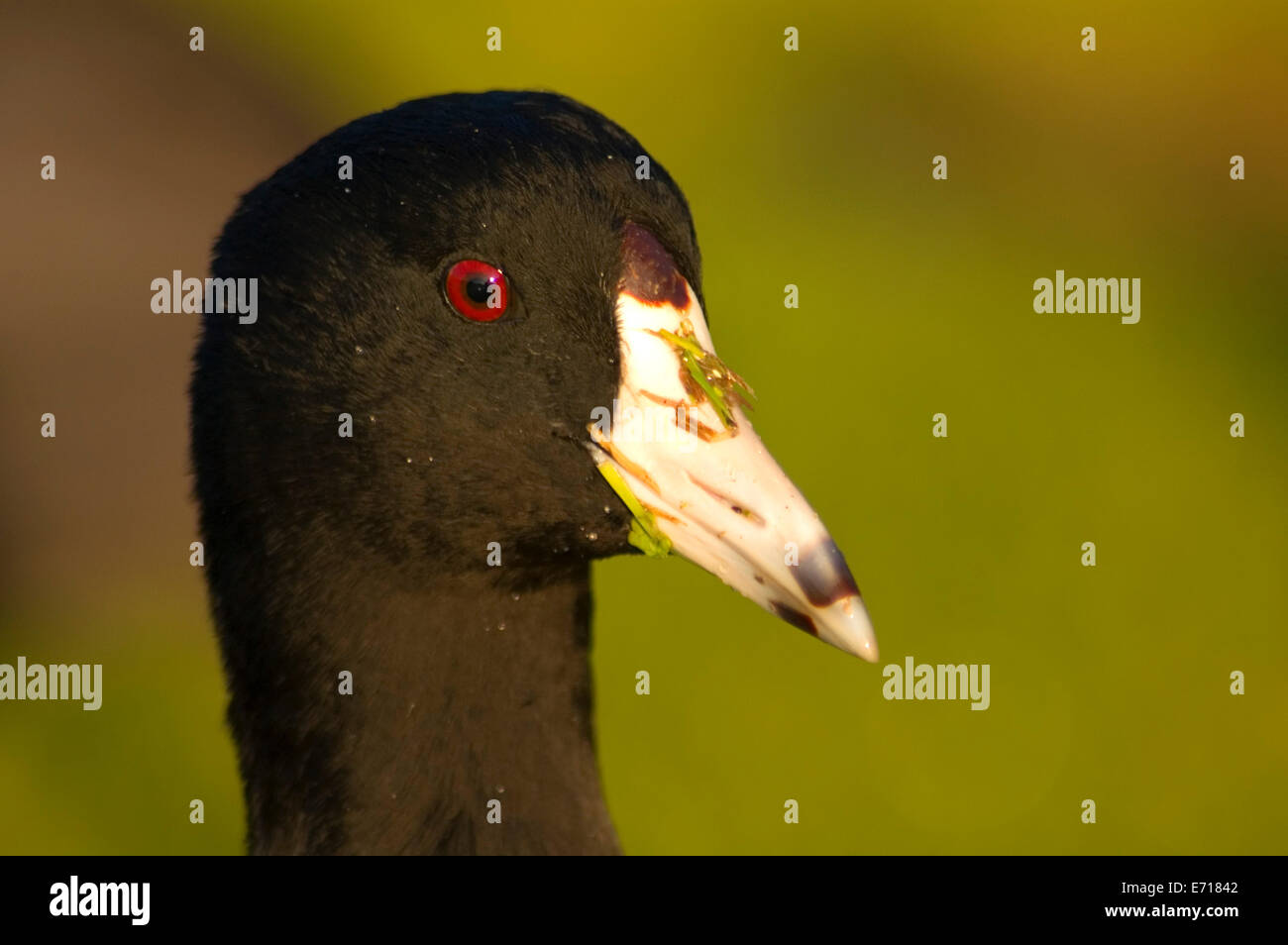 Coot bay hi-res stock photography and images - Alamy