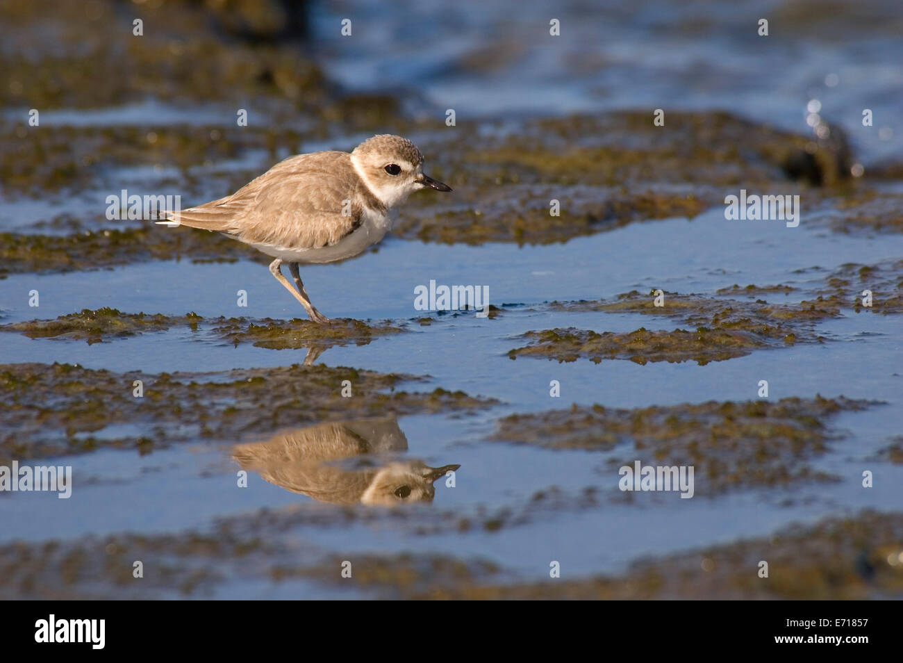Snowy plover, San Elijo State Park, California Stock Photo - Alamy