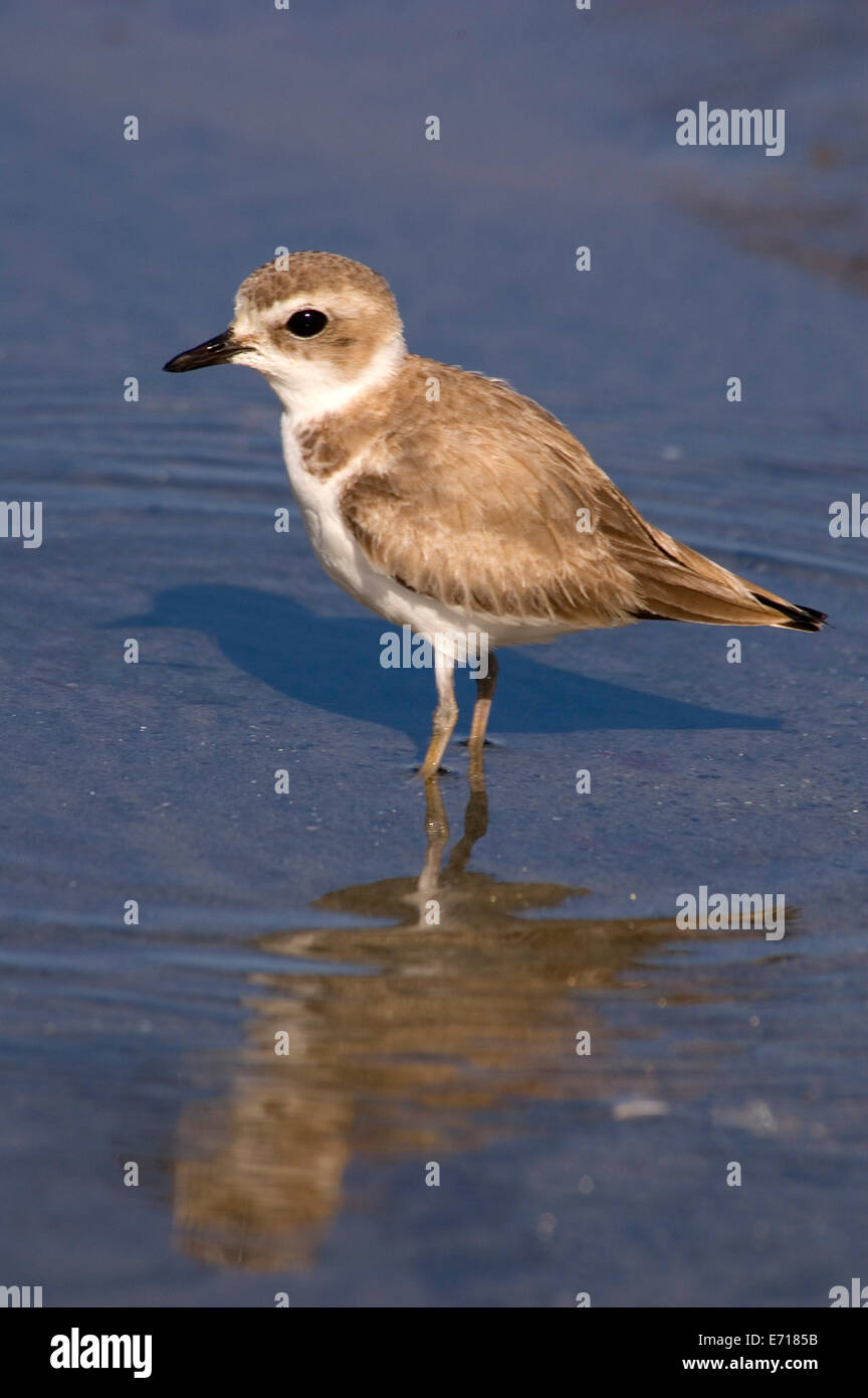 Snowy plover, San Elijo State Park, California Stock Photo - Alamy