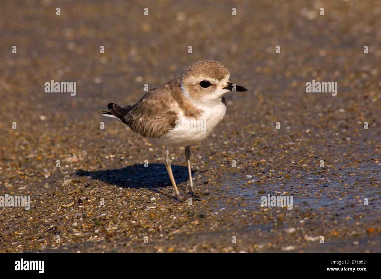 Snowy plover, San Elijo State Park, California Stock Photo - Alamy