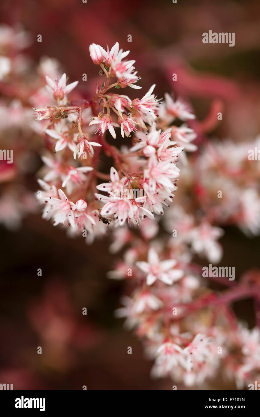 Houseleek flower hi-res stock photography and images - Alamy