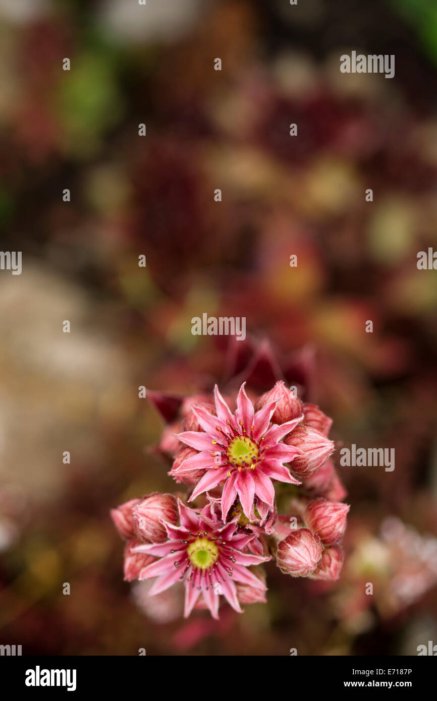 Germany, Common houseleek, Sempervivum tectorum, Flower Stock Photo - Alamy