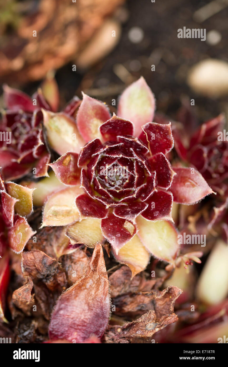 Germany, Common houseleek, Sempervivum tectorum Stock Photo - Alamy