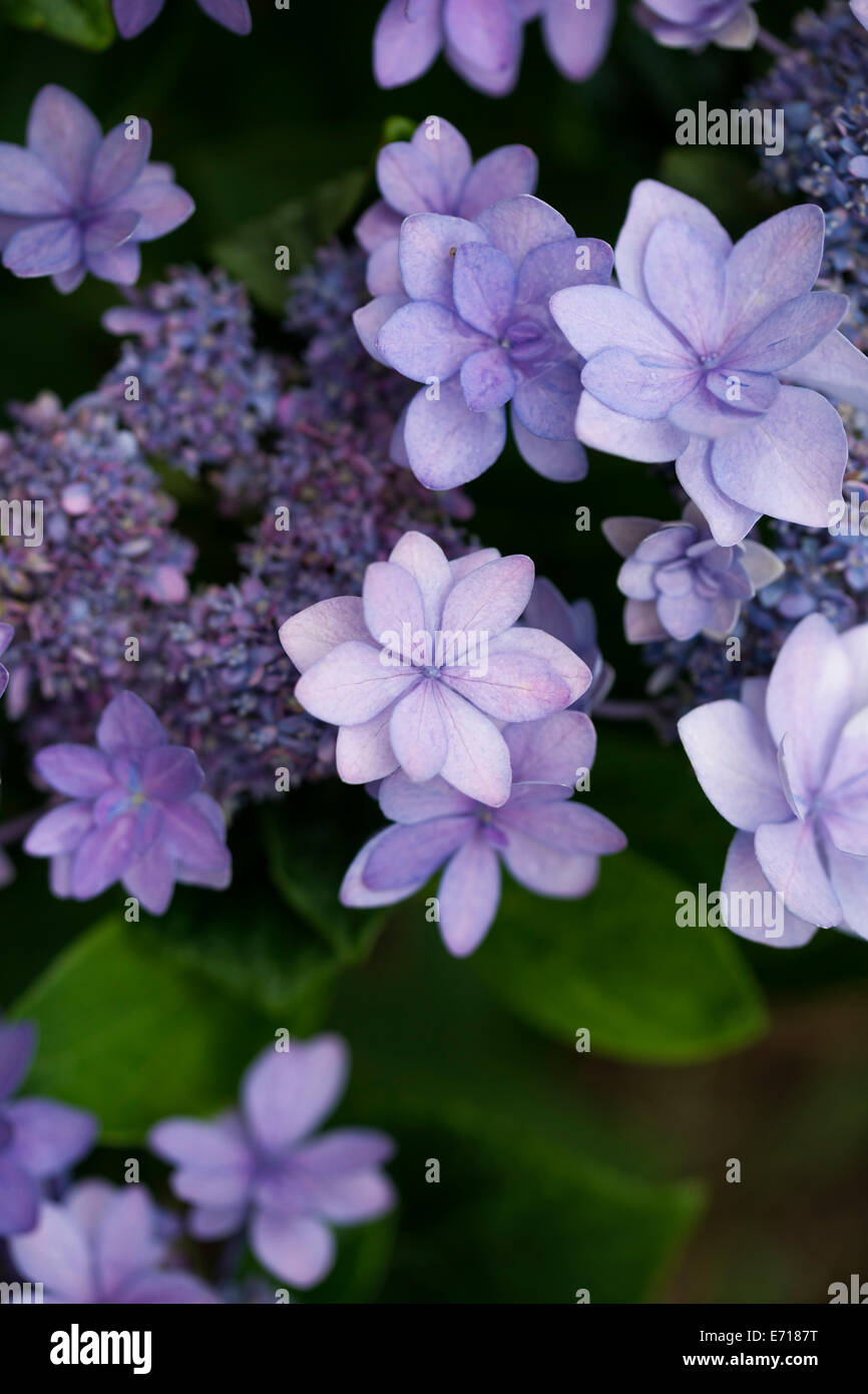 Germany, Purple Hortensia, Hydrangea Stock Photo - Alamy