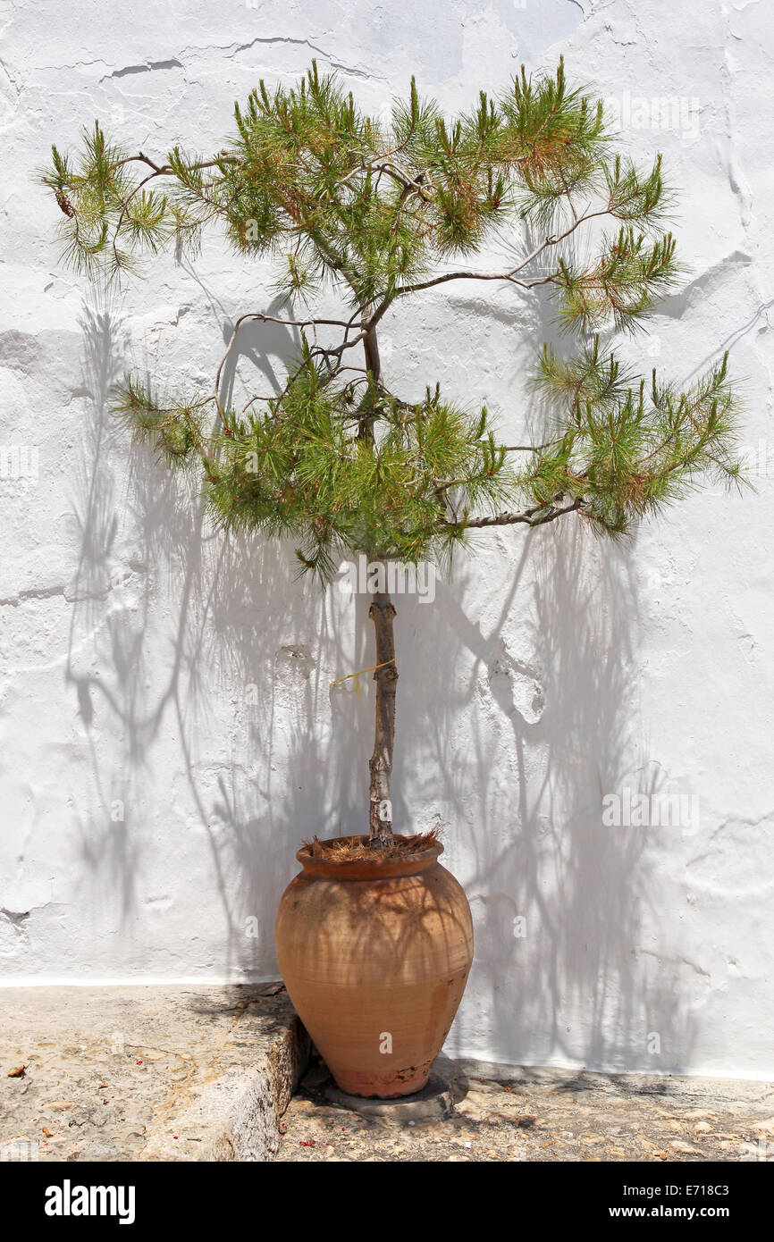 Pine tree in old clay pot Stock Photo - Alamy