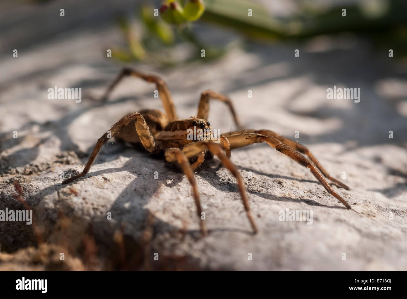 Hogna radiata on stone hi-res stock photography and images - Alamy