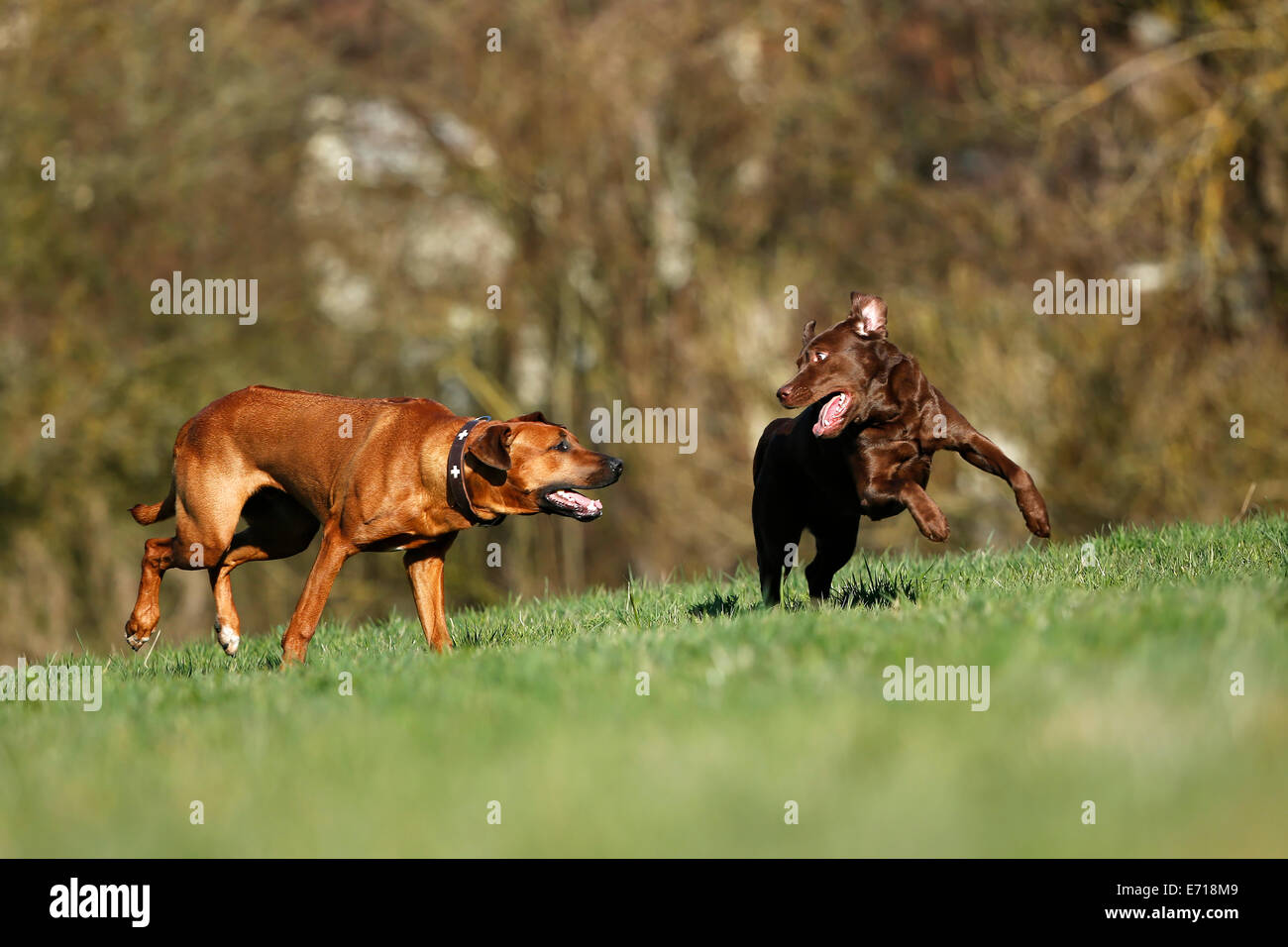 Rhodesian Ridgeback and brown Labrador Retriever, Canis lupus ...