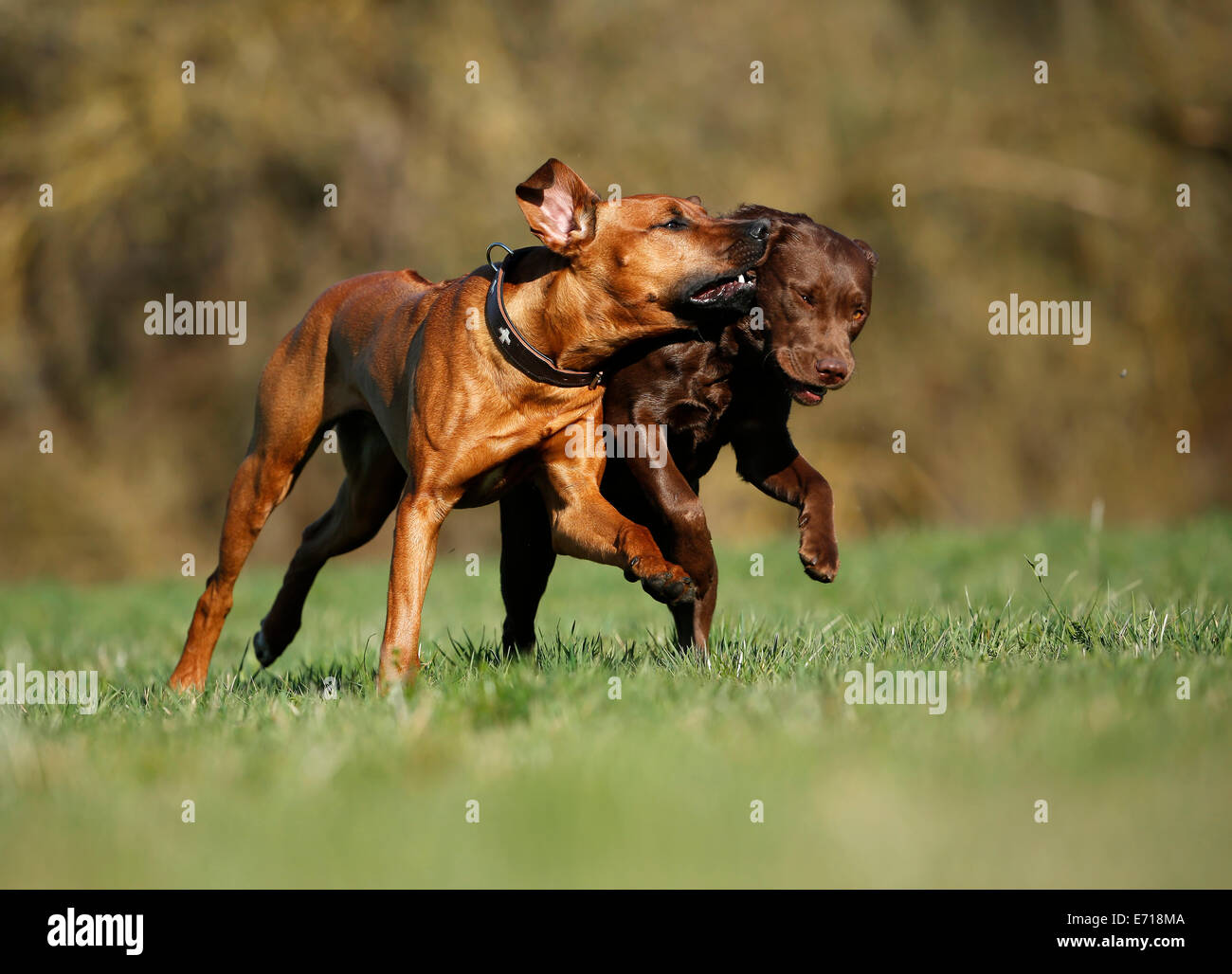 Rhodesian Ridgeback and brown Labrador Retriever, Canis lupus ...