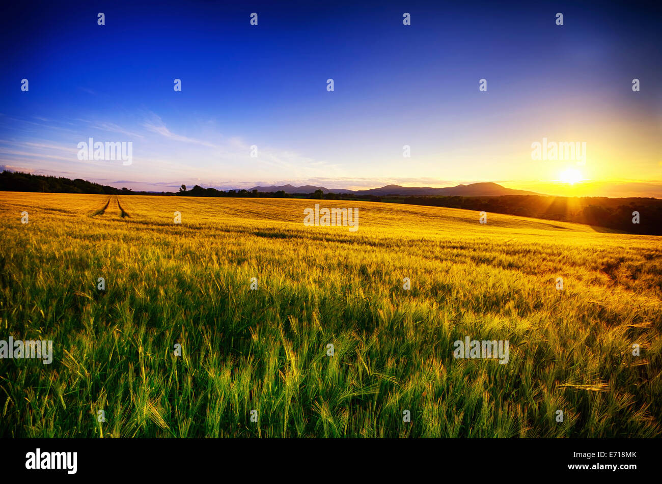 Barley field scotland hi-res stock photography and images - Alamy