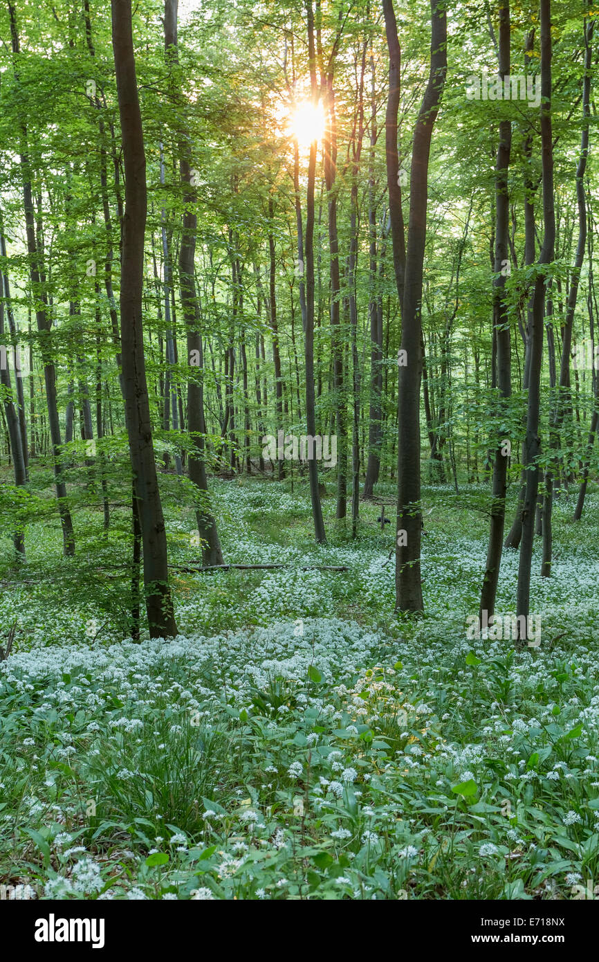 Germany, Lower Saxony, Wolfenbuettel, Elm-Lappwald Nature Park, wild ...