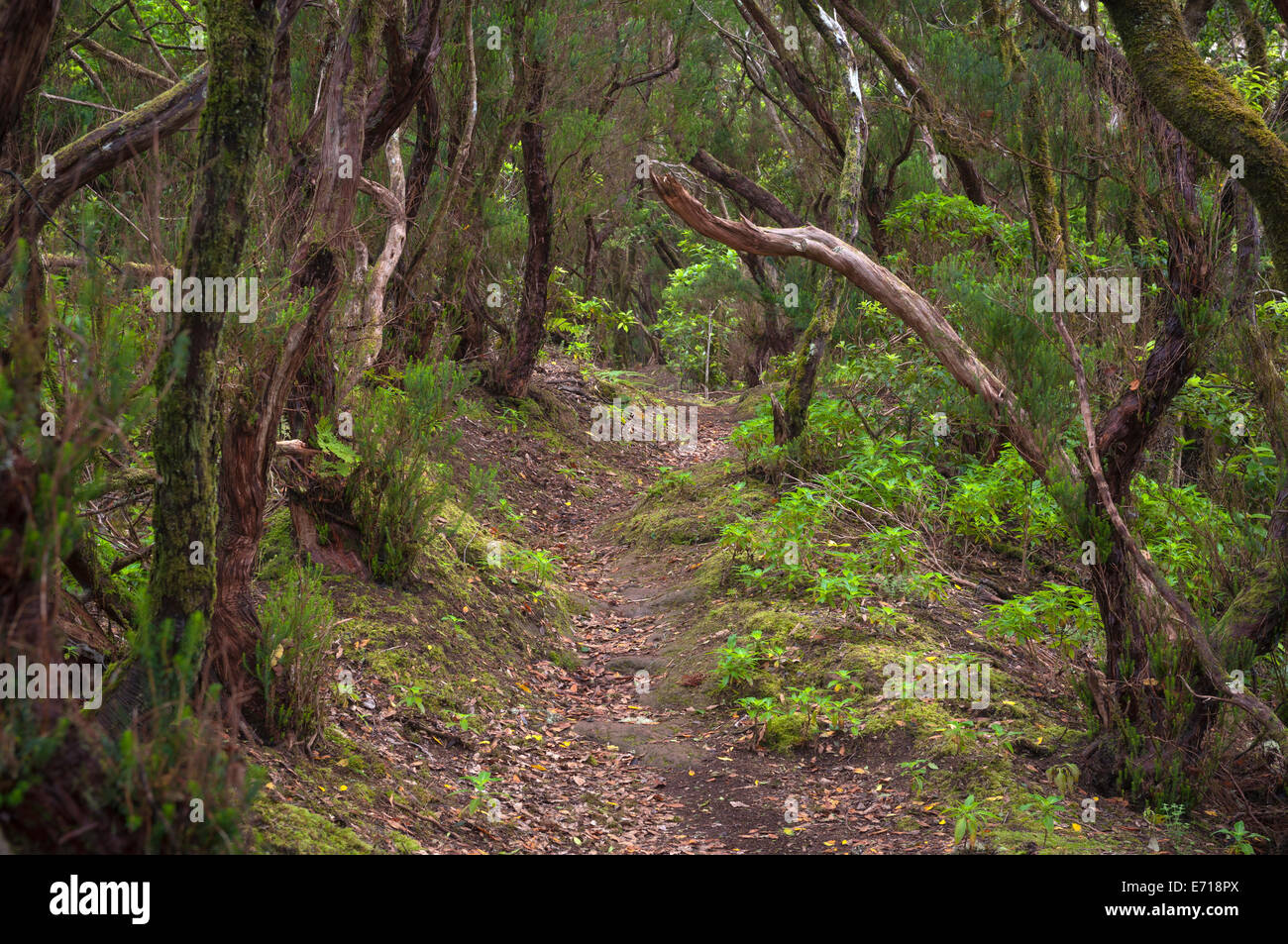 Spain, Canary Islands, Tenerife, laurel forest in the Anaga mountains ...