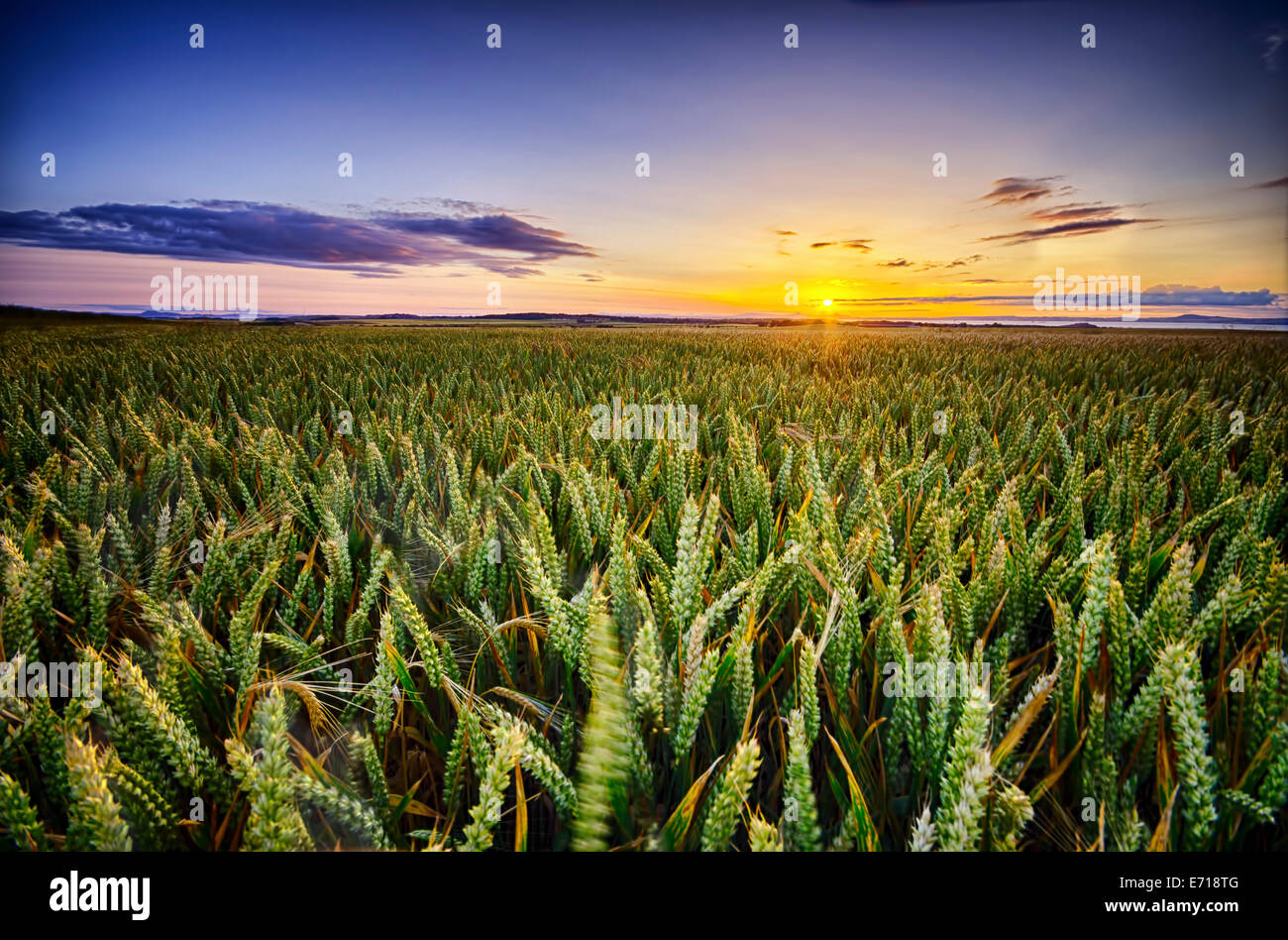Scotland, East Lothian, sunset over wheat field Stock Photo - Alamy