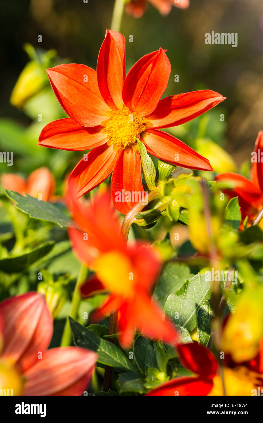 Blossoms of red orange dahlia, Dahlia, at sunlight Stock Photo - Alamy