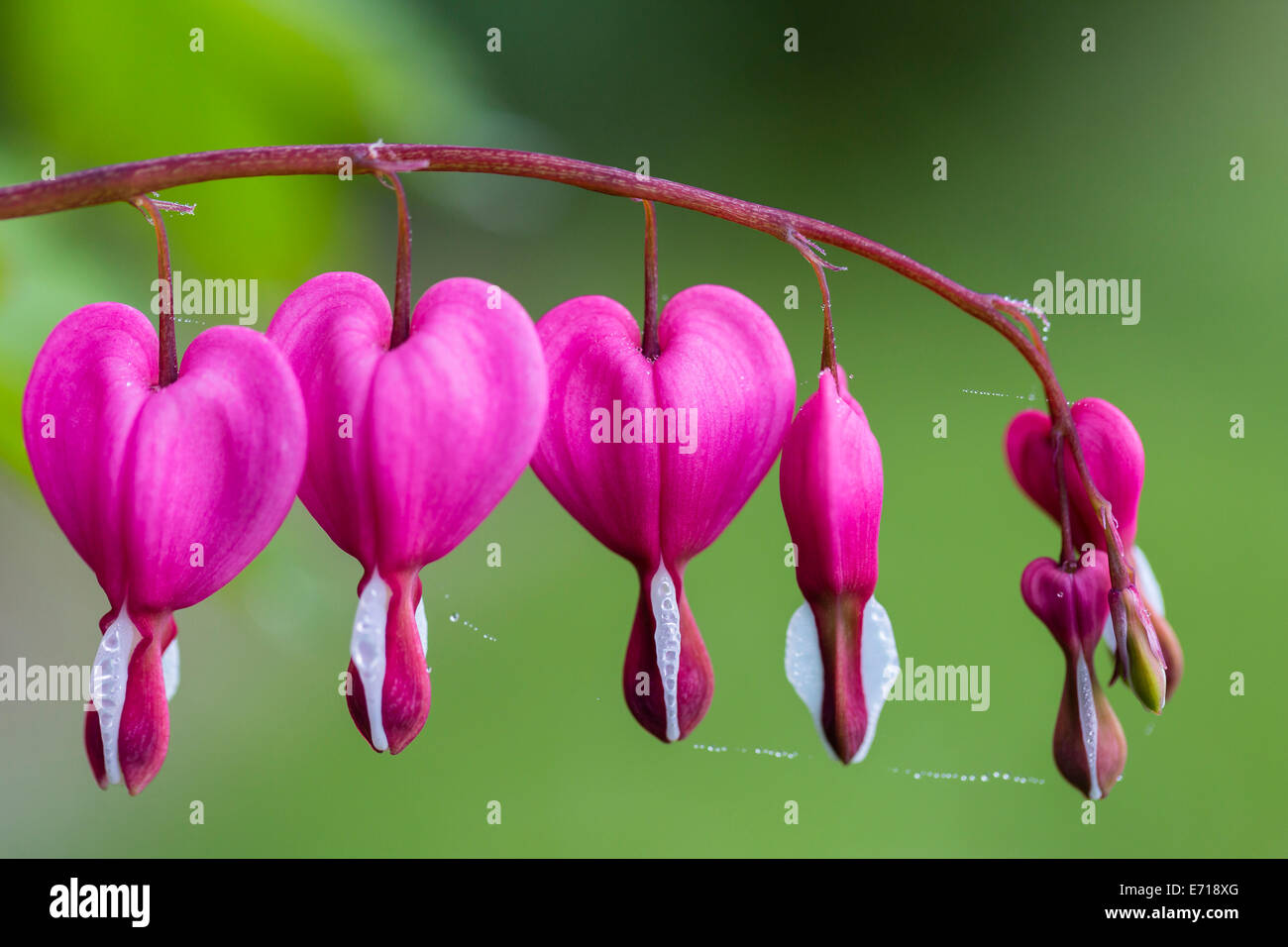 Germany, Lyre-flowers, Lamprocapnos spectabilis Stock Photo - Alamy